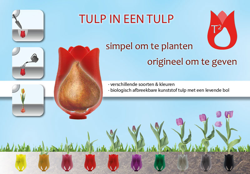 tulp in een tulp